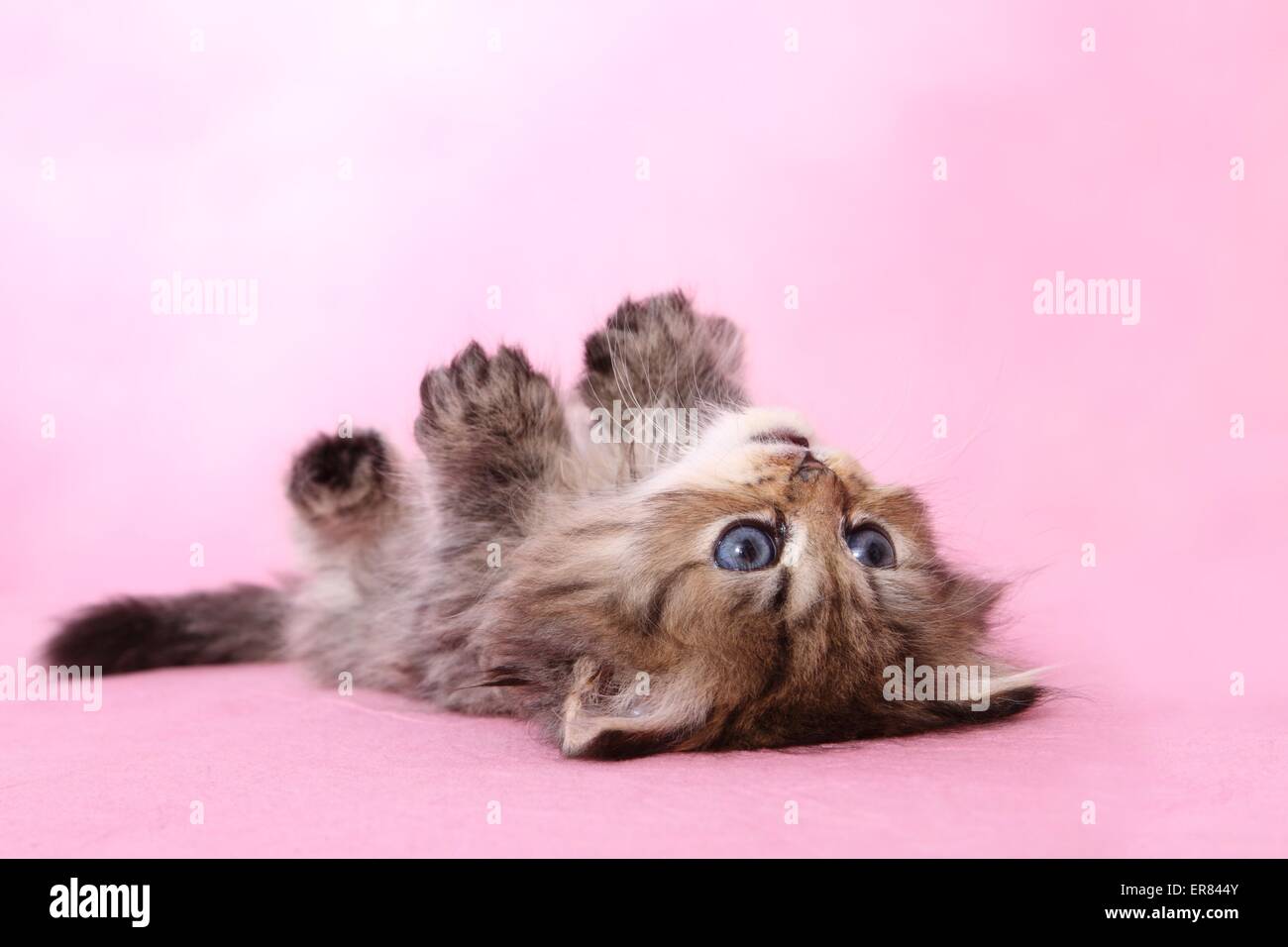 Supine cat studio hi-res stock photography and images - Alamy