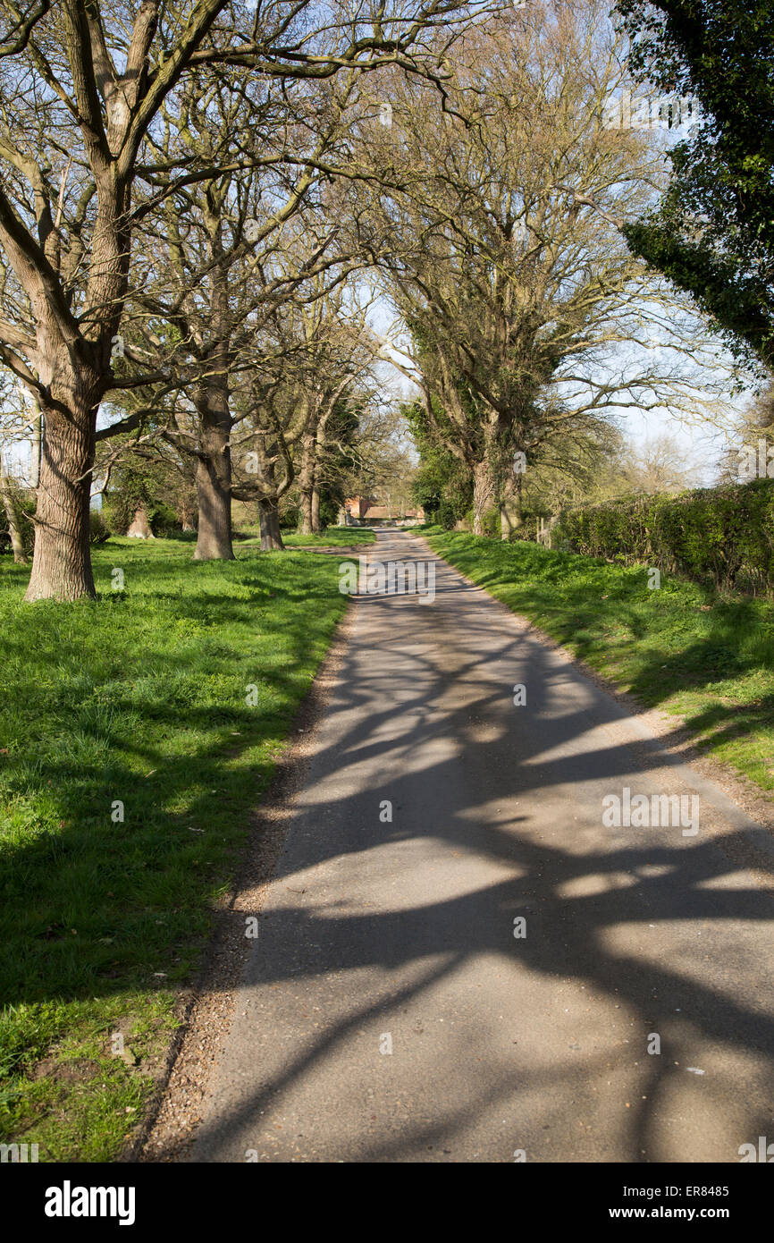 Converging trees hi-res stock photography and images - Alamy