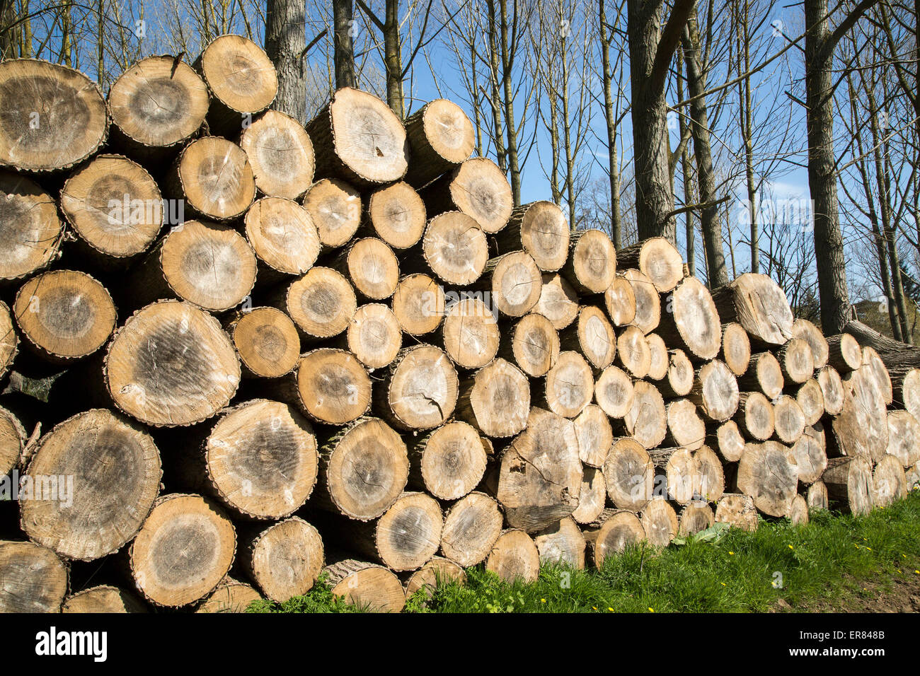 Stacked timber piled up, Sutton, Suffolk, England, UK Stock Photo - Alamy
