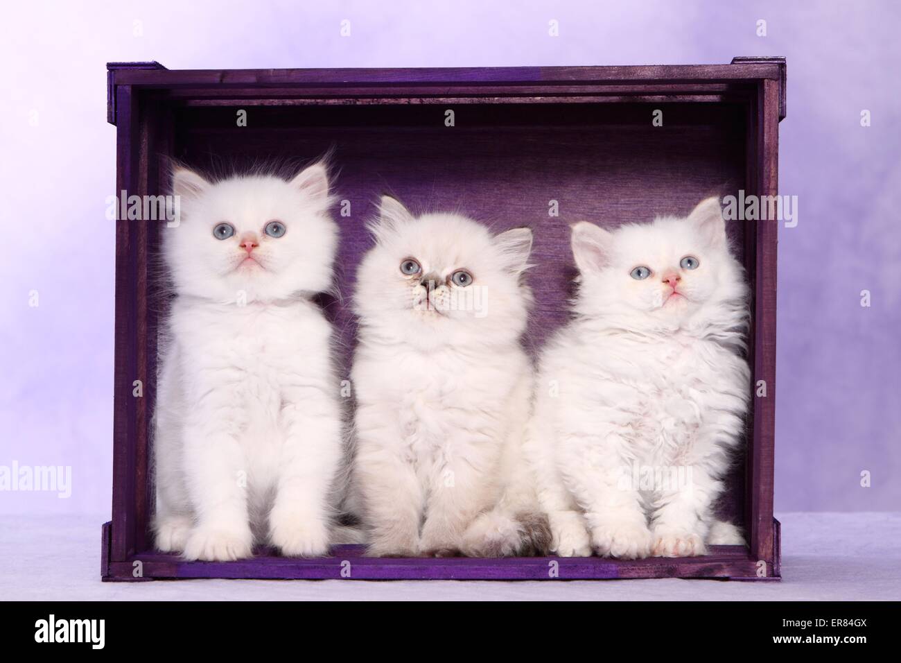 Three persian cats hi-res stock photography and images - Alamy