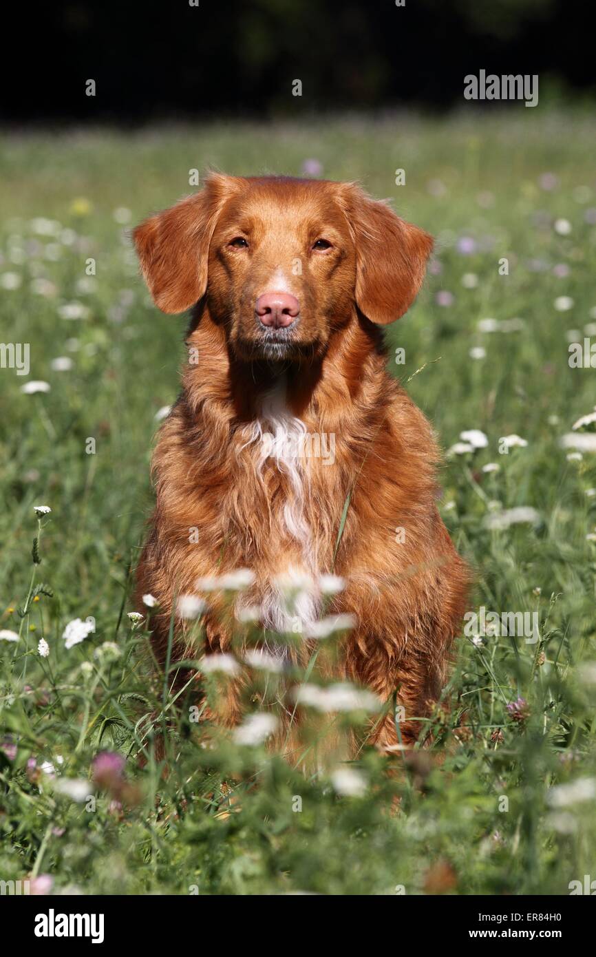 Toller dog hi-res stock photography and images - Alamy