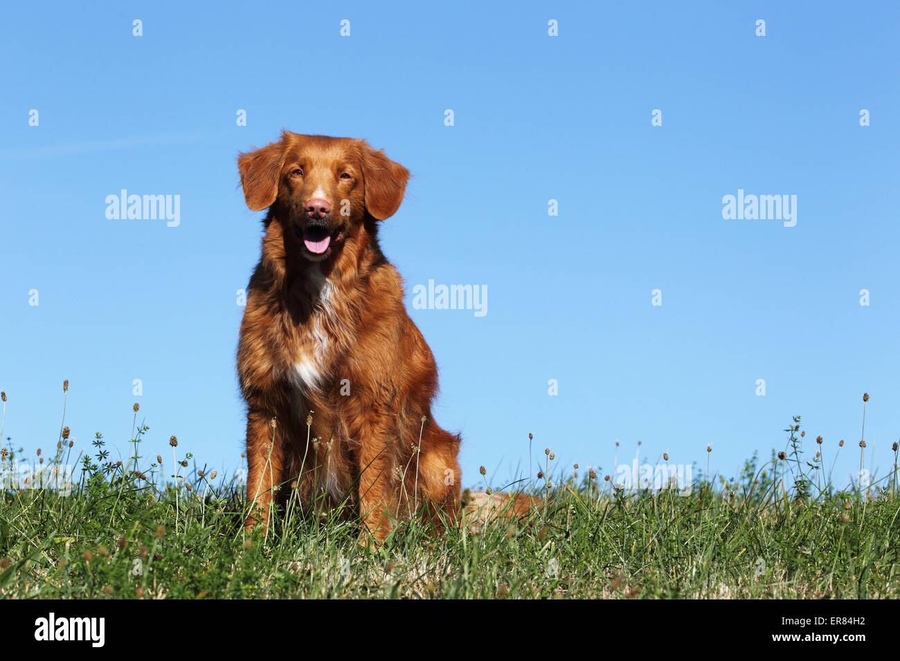 Toller dog hi-res stock photography and images - Alamy