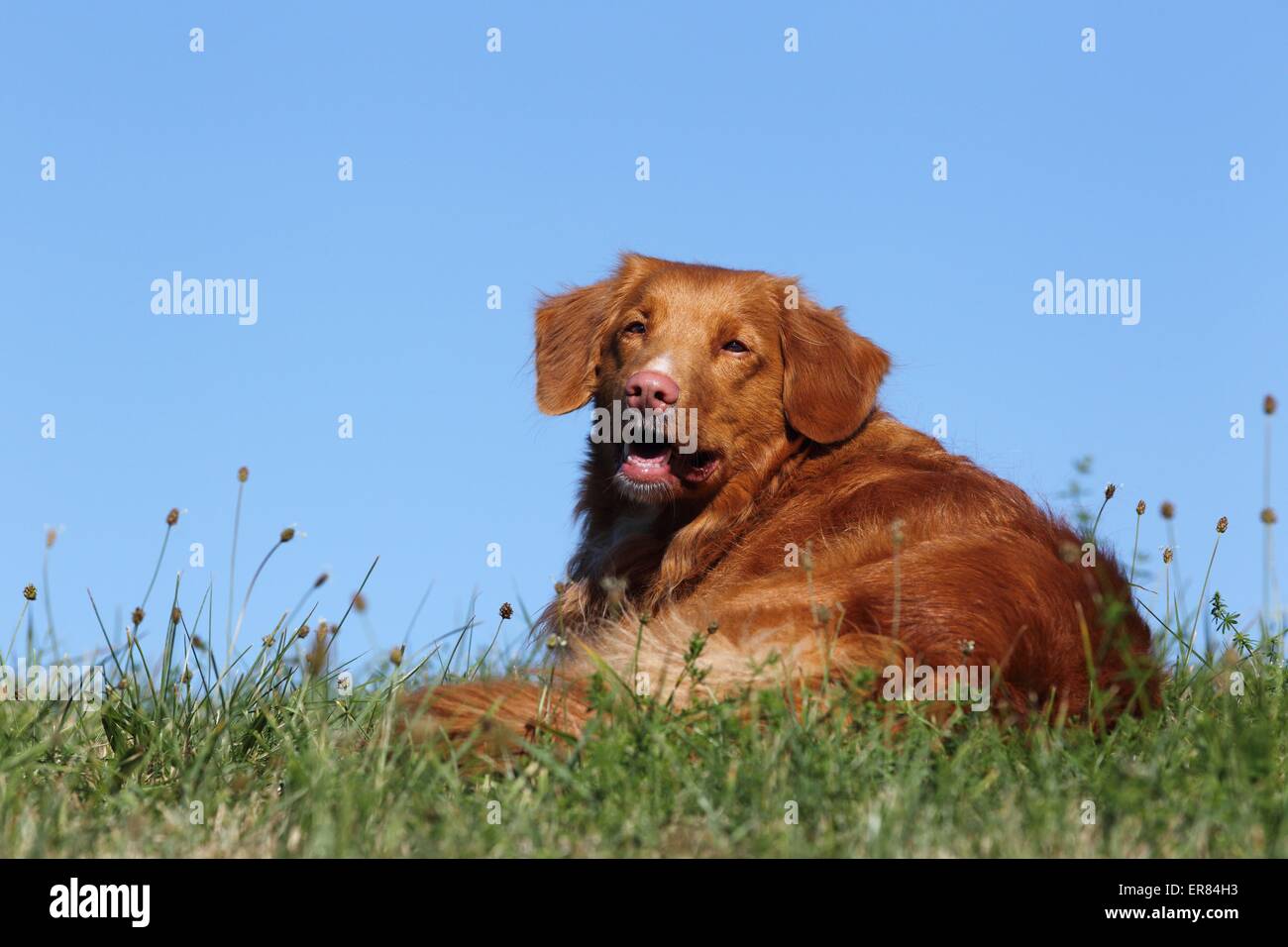 Toller dog hi-res stock photography and images - Alamy