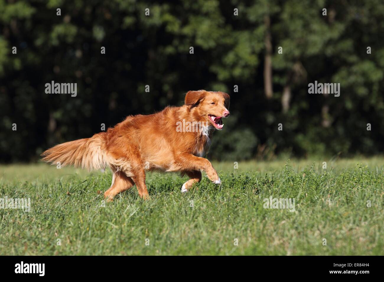 Toller dog hi-res stock photography and images - Alamy