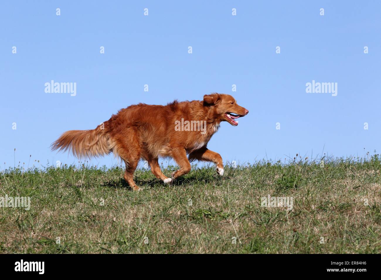 Toller dog hi-res stock photography and images - Alamy