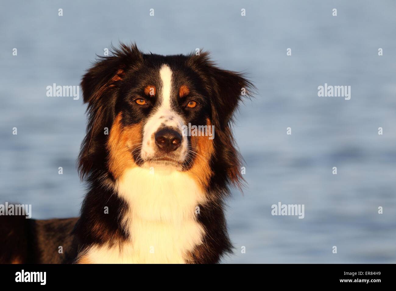 Australian Shepherd Portrait Stock Photo - Alamy