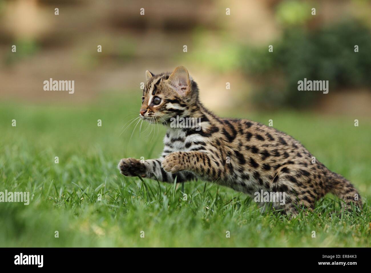Leopard running side view hi-res stock photography and images - Alamy
