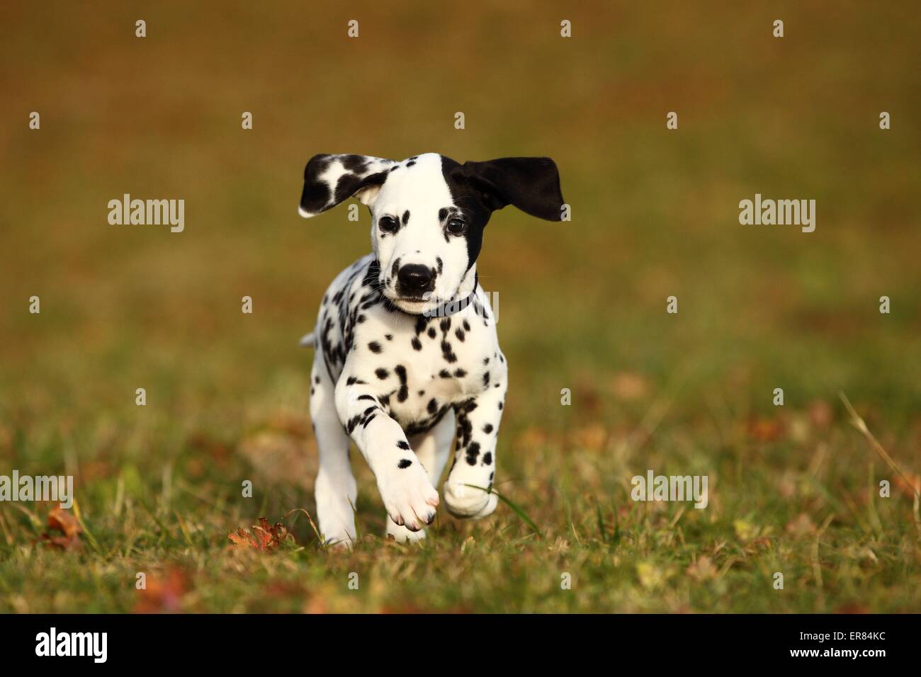 Dalmatian puppies hi-res stock photography and images - Alamy