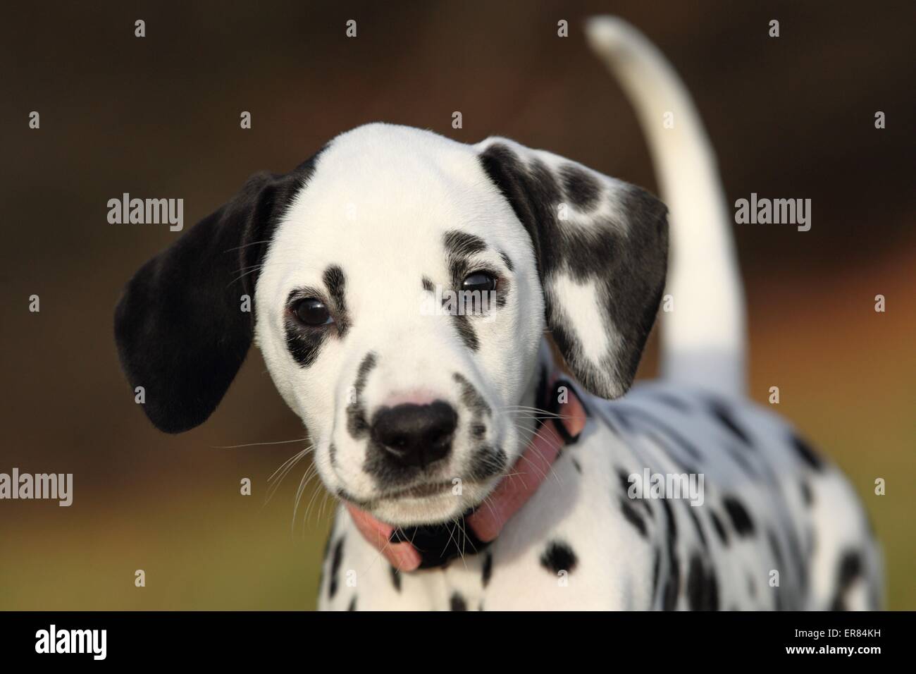 Portrait puppy purebred dalmatian hi-res stock photography and images ...