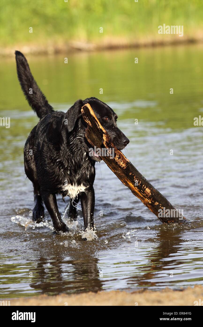 Black labrador retrieving stick hi-res stock photography and images - Alamy