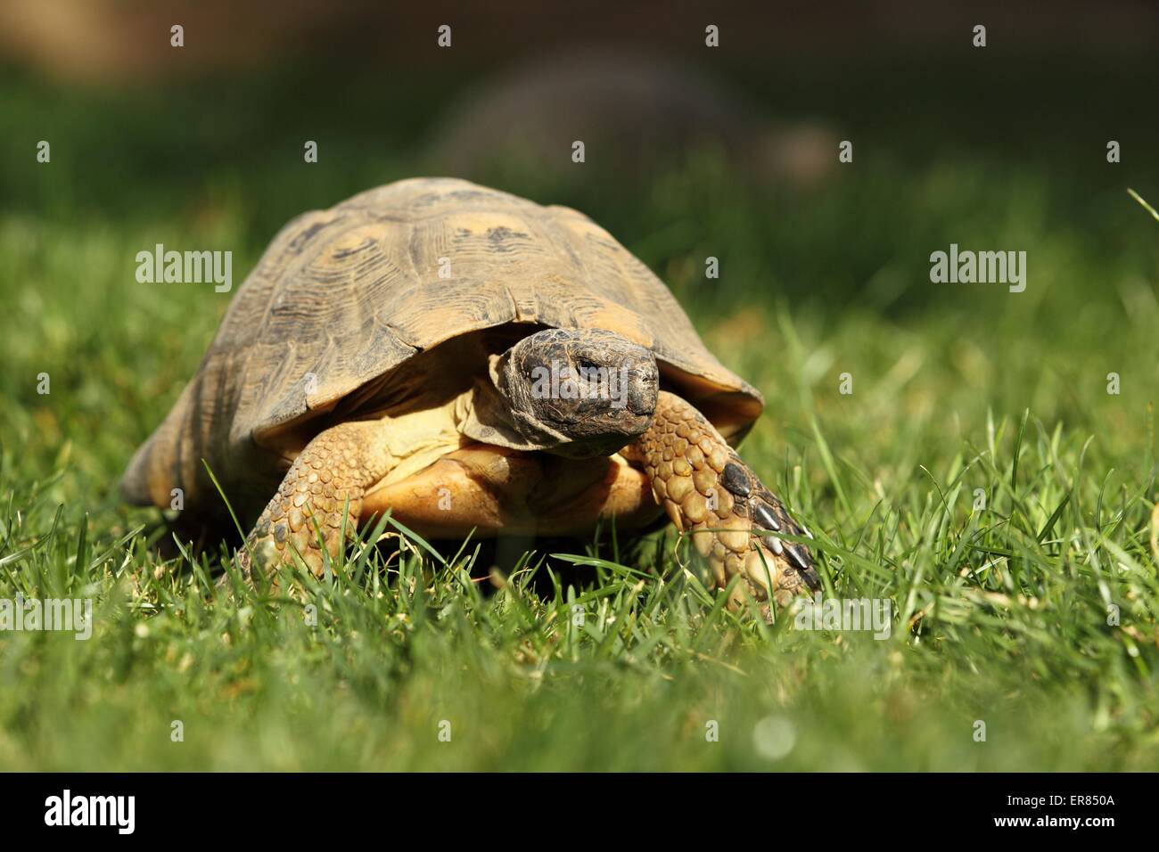 Turtles tortoises hi-res stock photography and images - Alamy