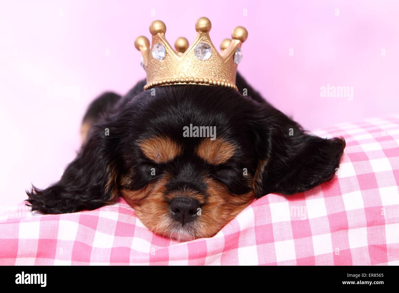 King charles dog crown hi-res stock photography and images - Alamy