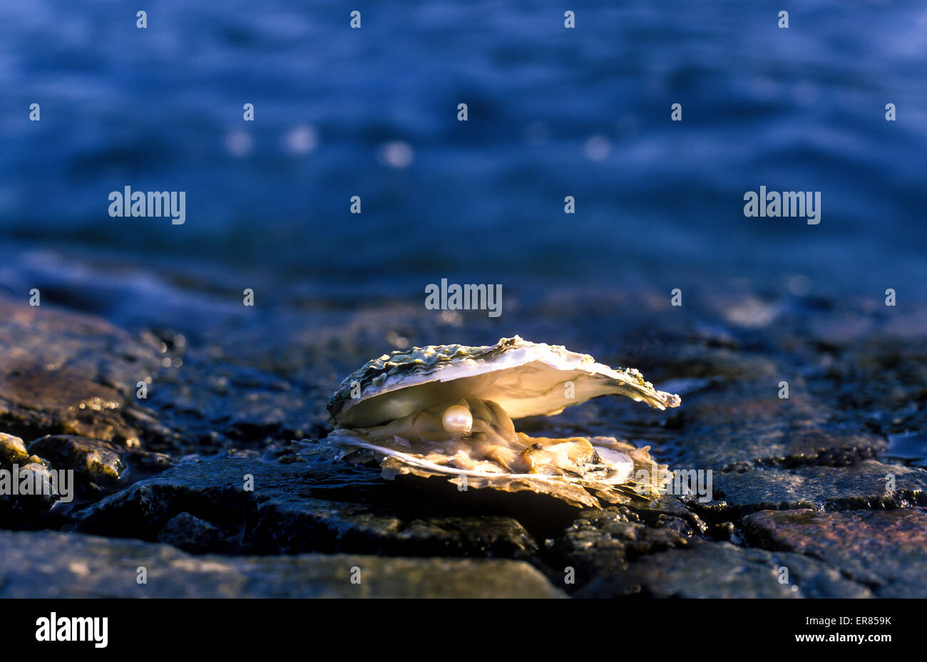 pearl inside oyster Stock Photo - Alamy