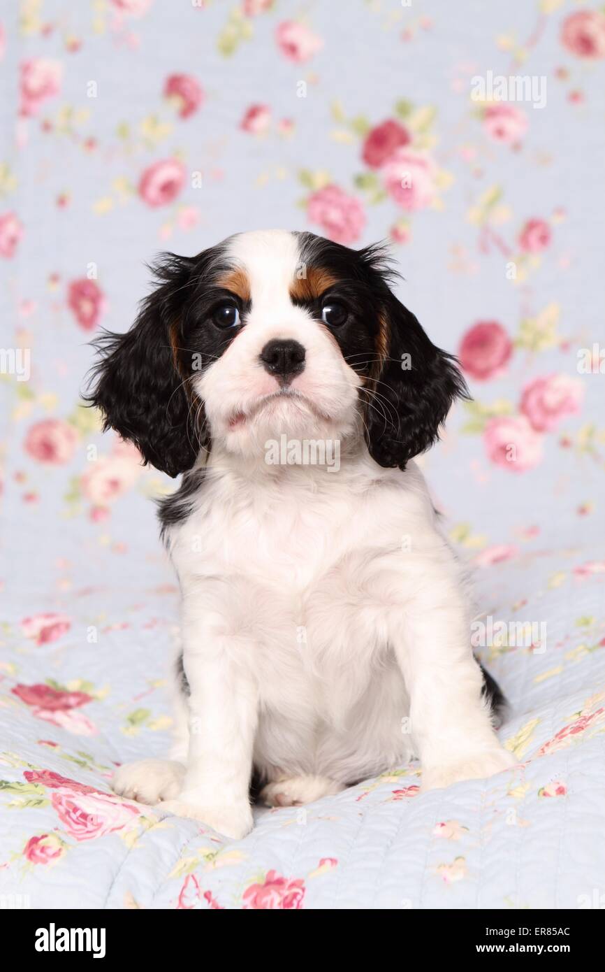 Cavalier king charles spaniel puppy hi-res stock photography and images ...