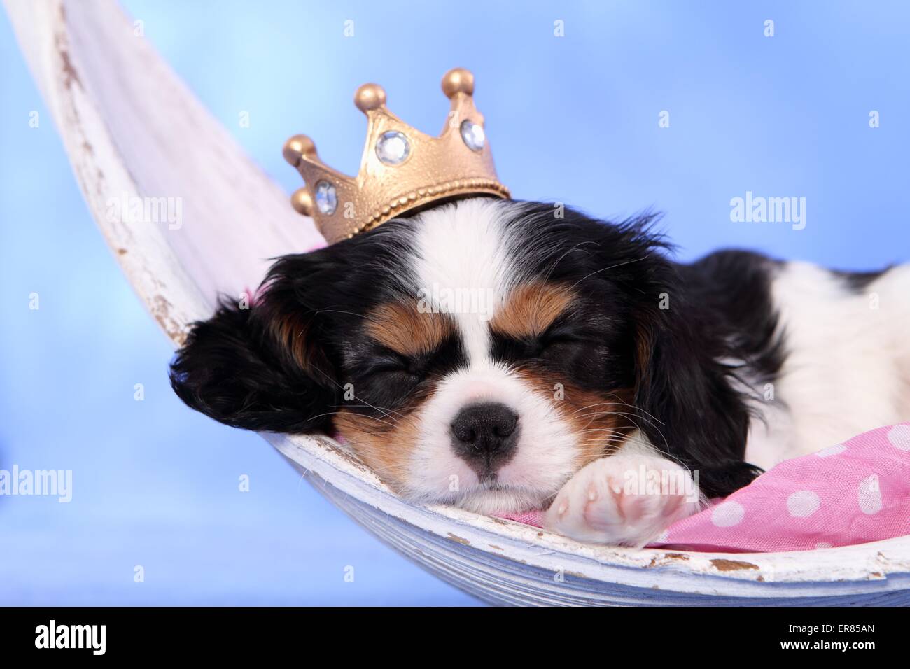 King charles dog crown hi-res stock photography and images - Alamy