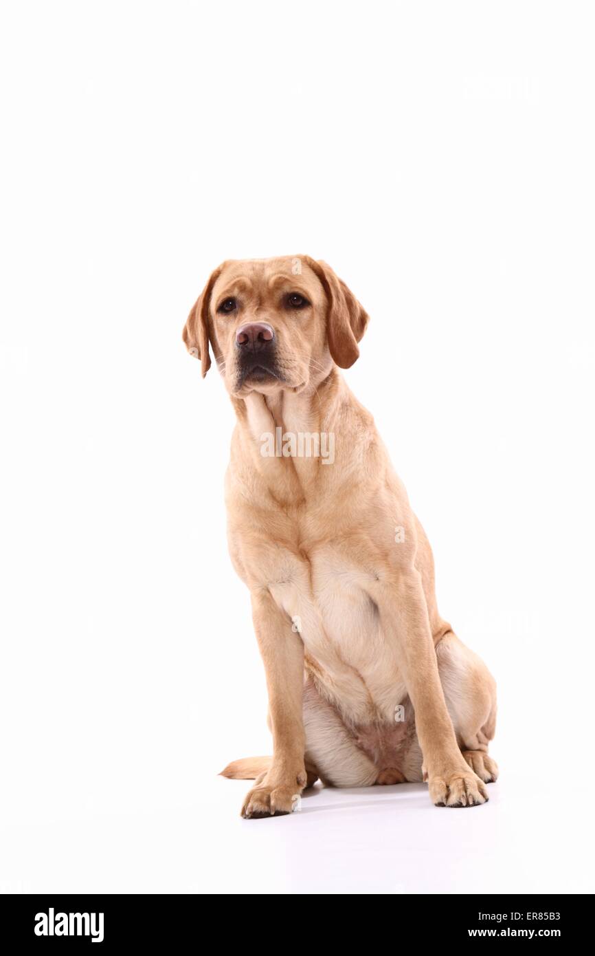 sitting Labrador Retriever Stock Photo - Alamy