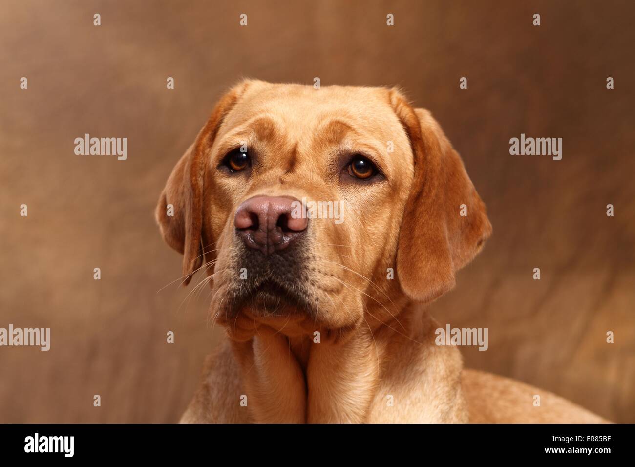 Labrador Retriever Portrait Stock Photo - Alamy