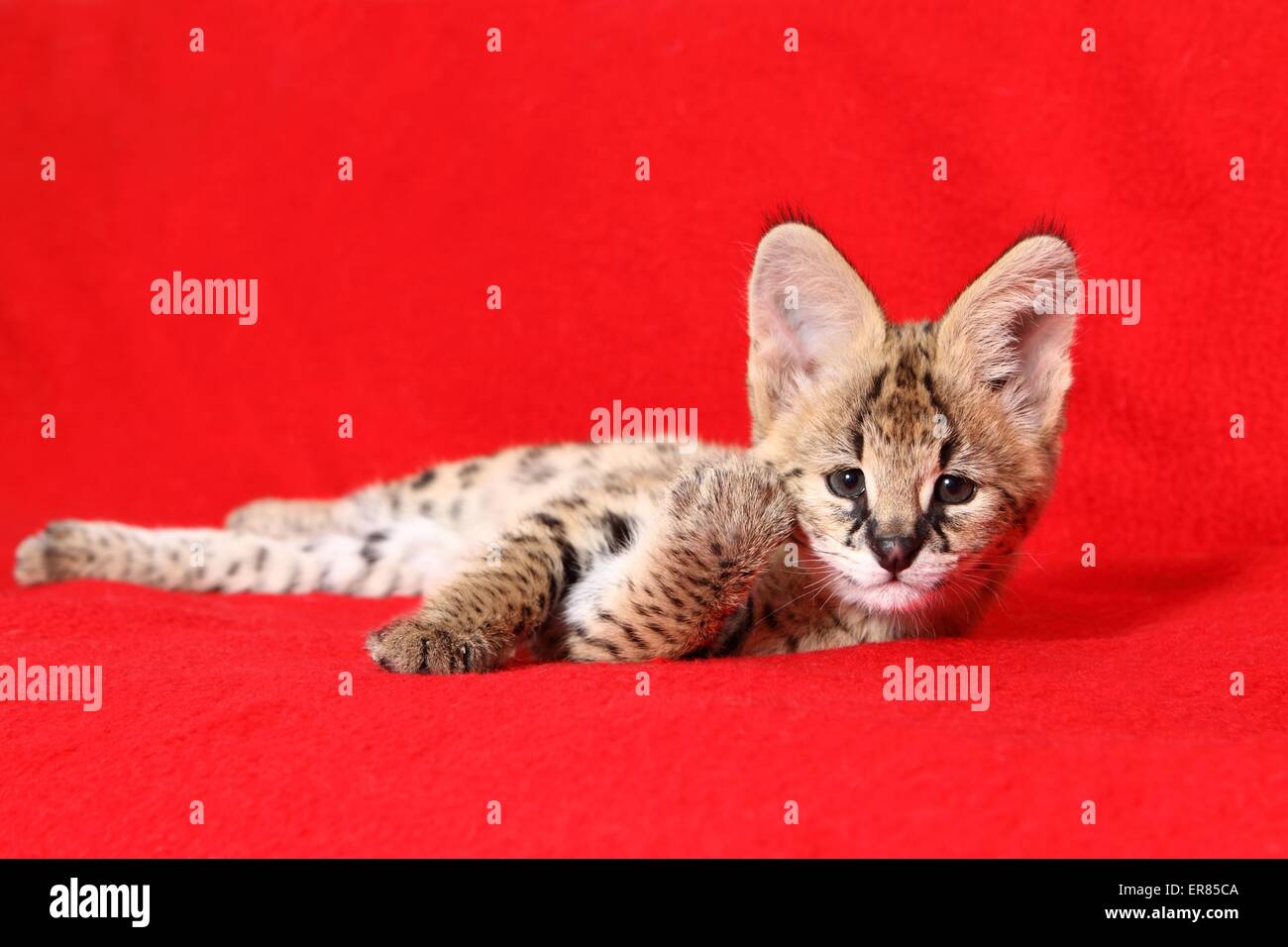 Young red baby cat hi-res stock photography and images - Alamy