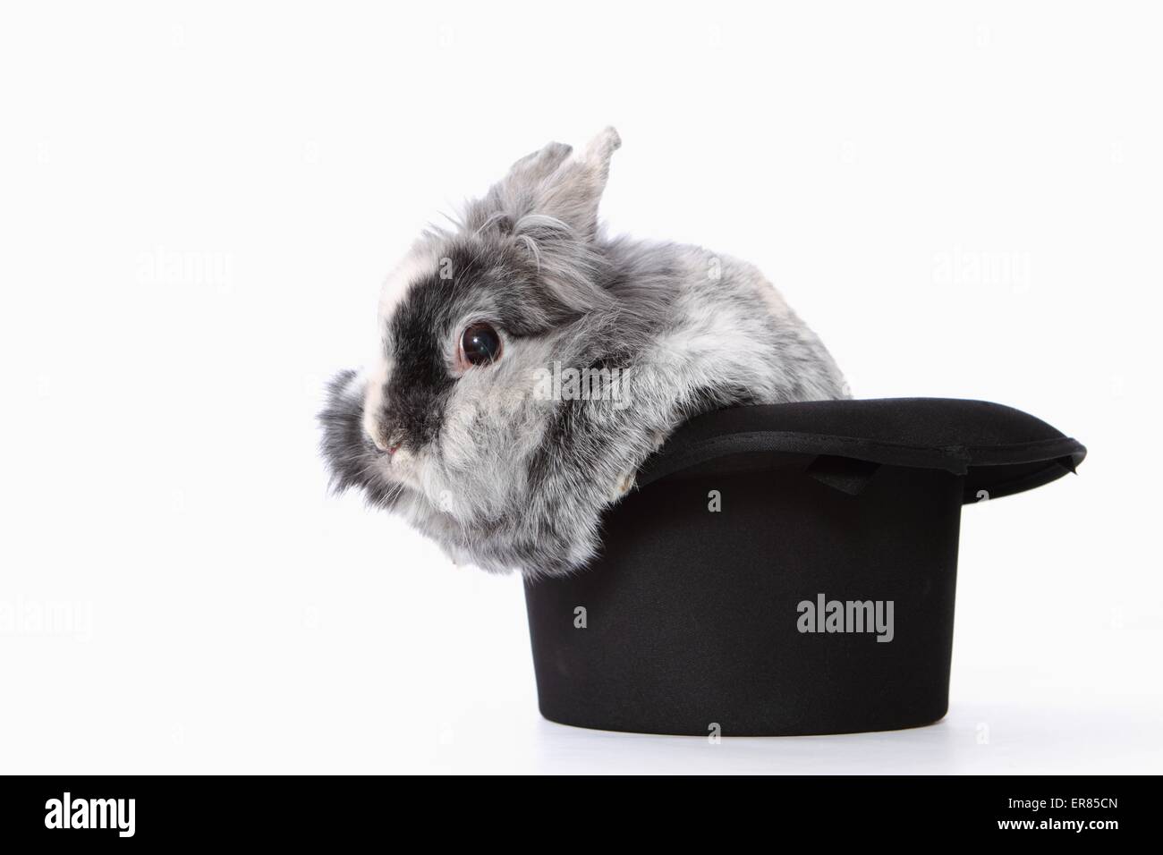 Top head topper hi-res stock photography and images - Alamy