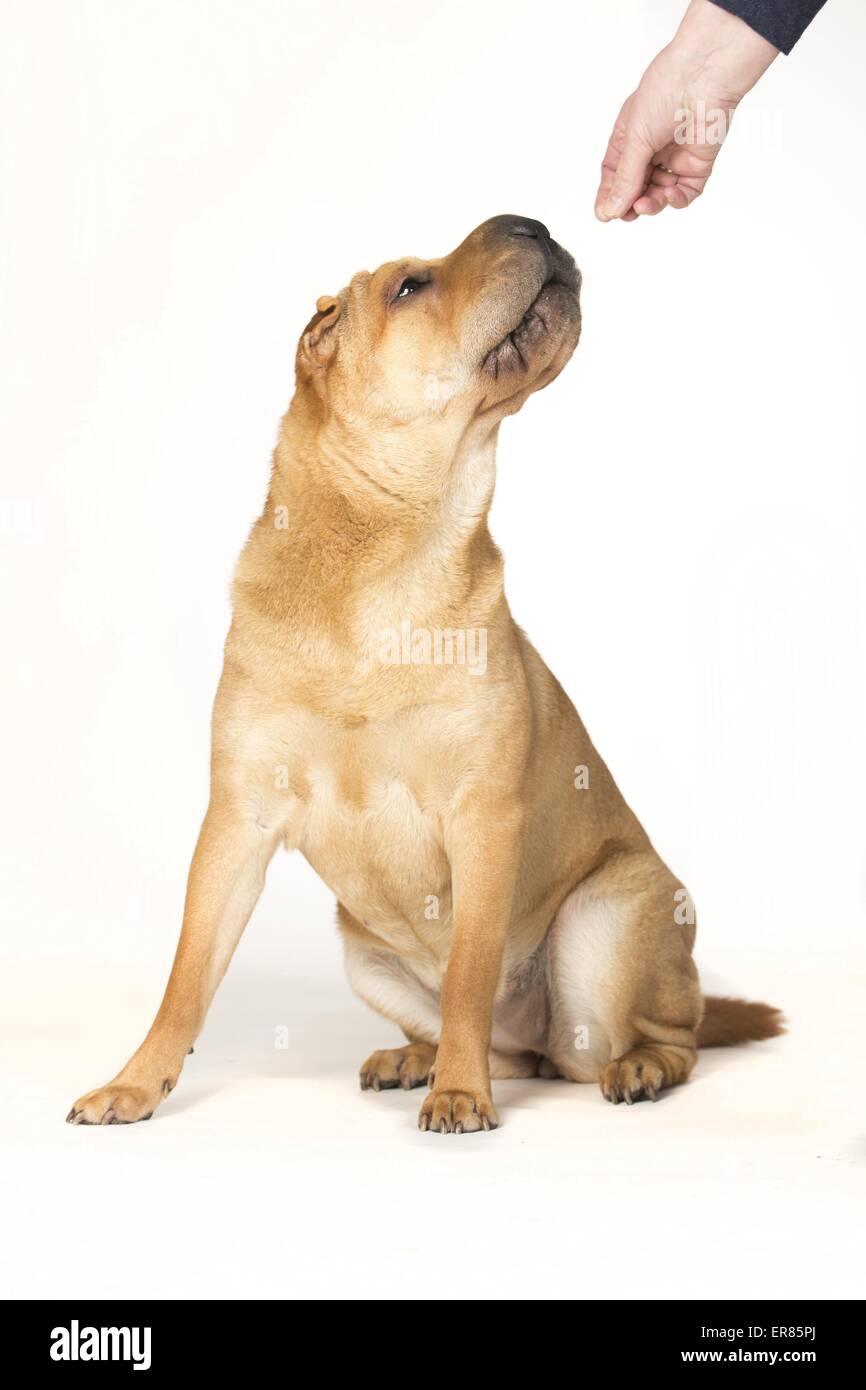sitting Shar Pei Stock Photo - Alamy