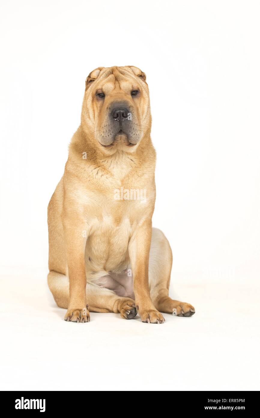 sitting Shar Pei Stock Photo - Alamy