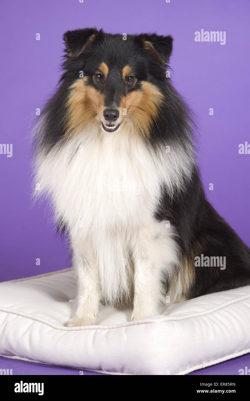 sitting Shetland Sheepdog Stock Photo - Alamy