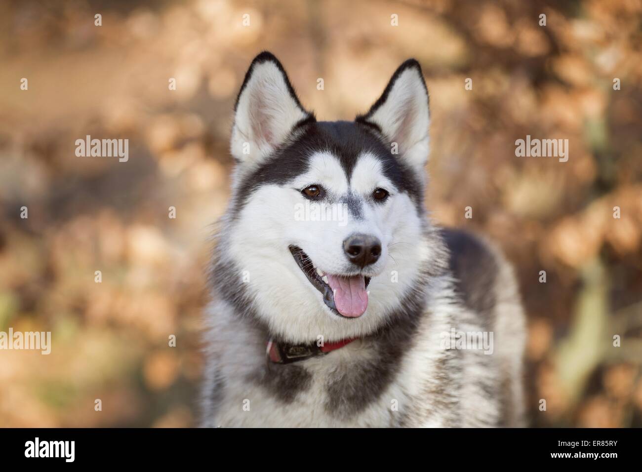 Siberian Husky Portrait Stock Photo - Alamy