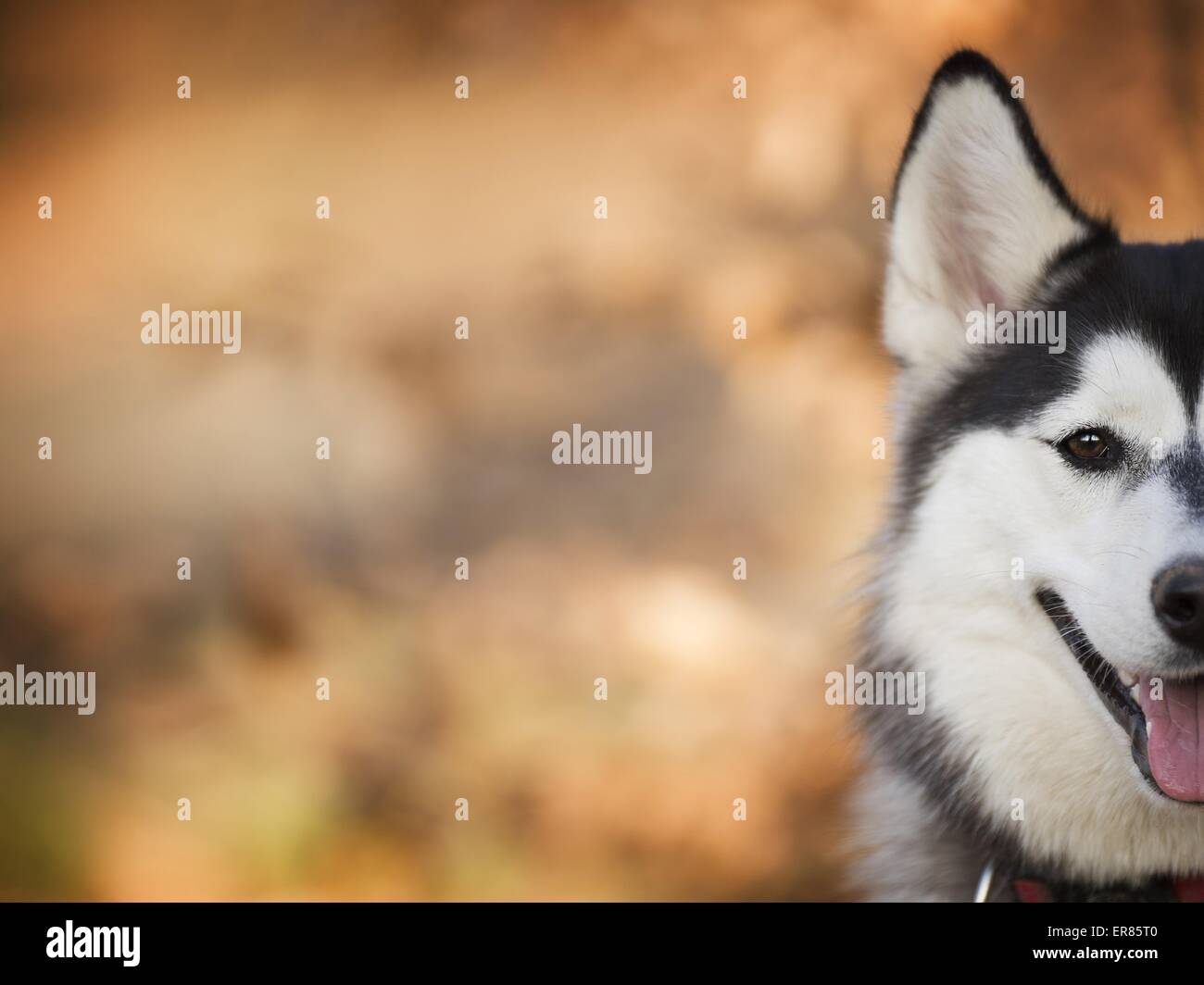 Siberian Husky face Stock Photo - Alamy