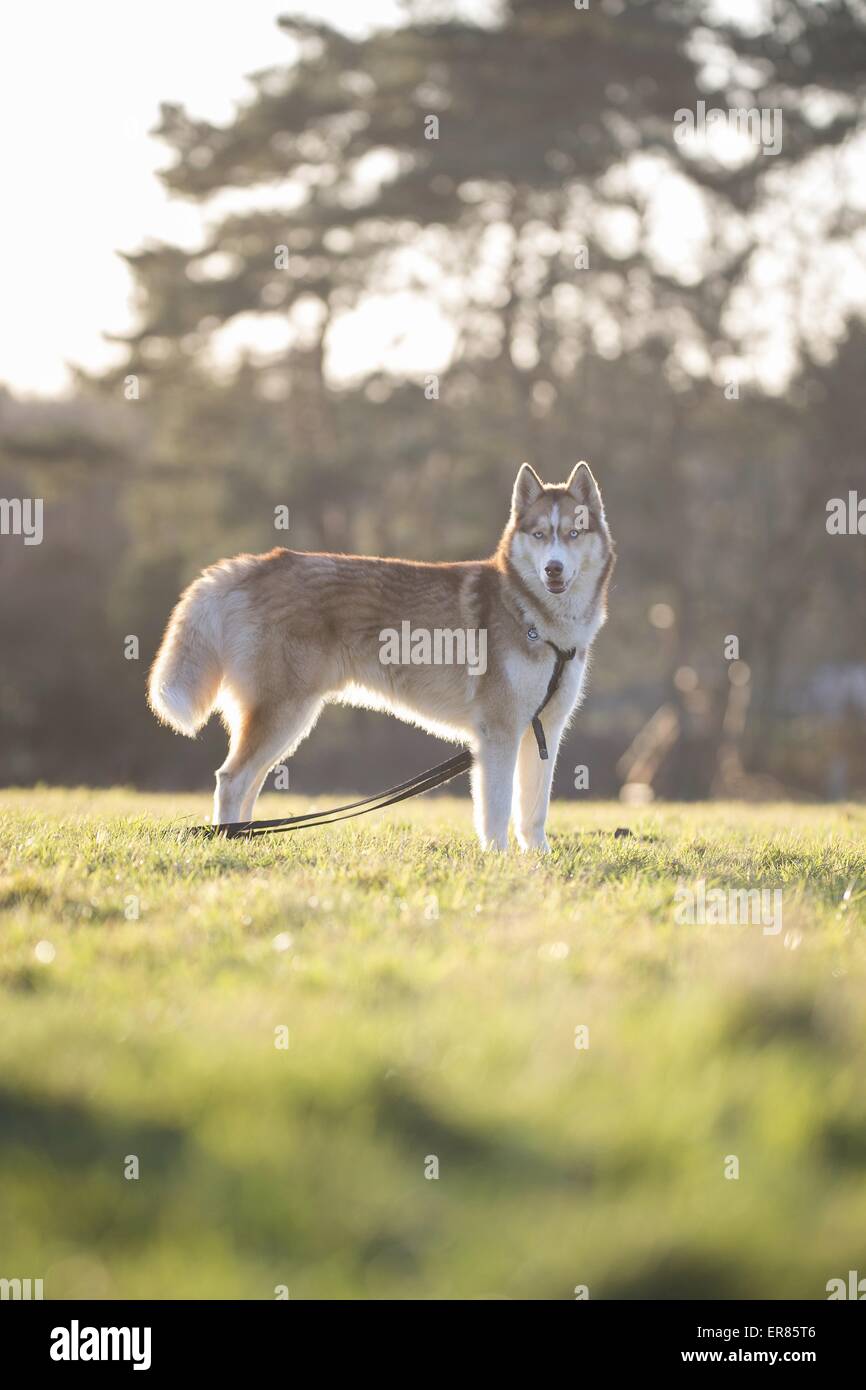 standing Siberian Husky Stock Photo - Alamy