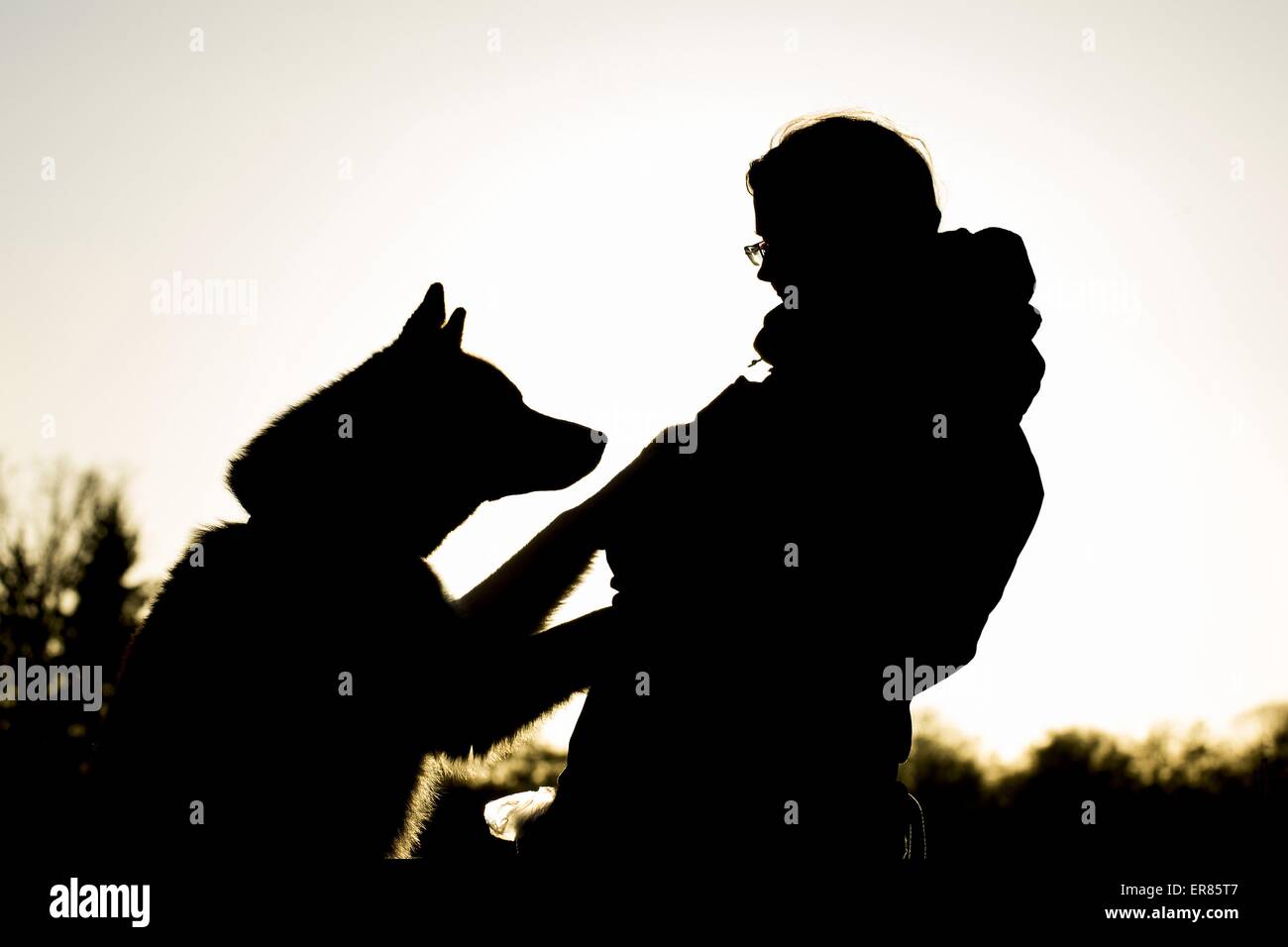 human and Siberian Husky Stock Photo - Alamy