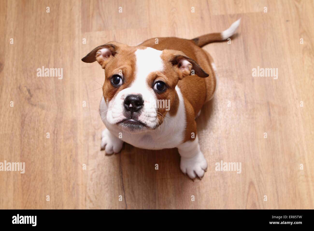 Continental Bulldog Puppy Stock Photo - Alamy