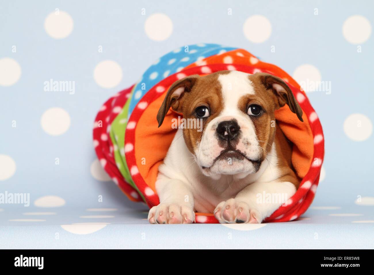 Continental Bulldog Puppy Stock Photo - Alamy