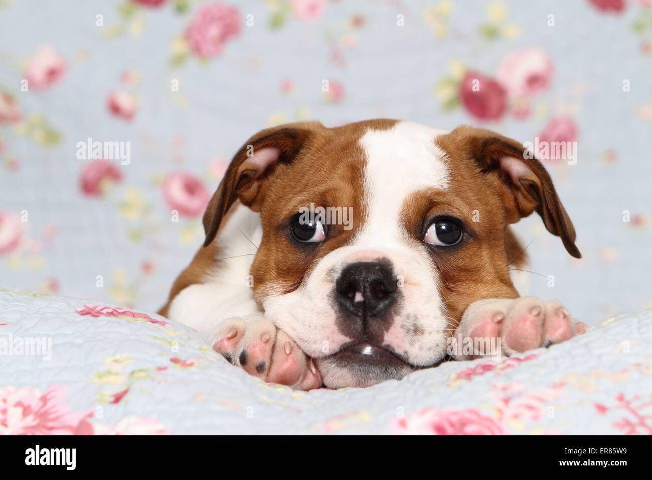 Continental Bulldog Puppy Stock Photo - Alamy