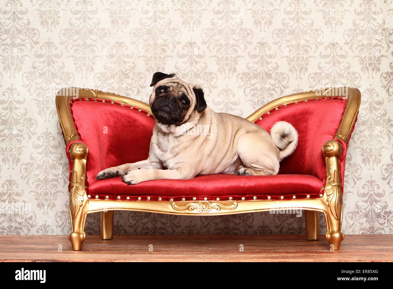 Pug Chair High Resolution Stock Photography and Images - Alamy