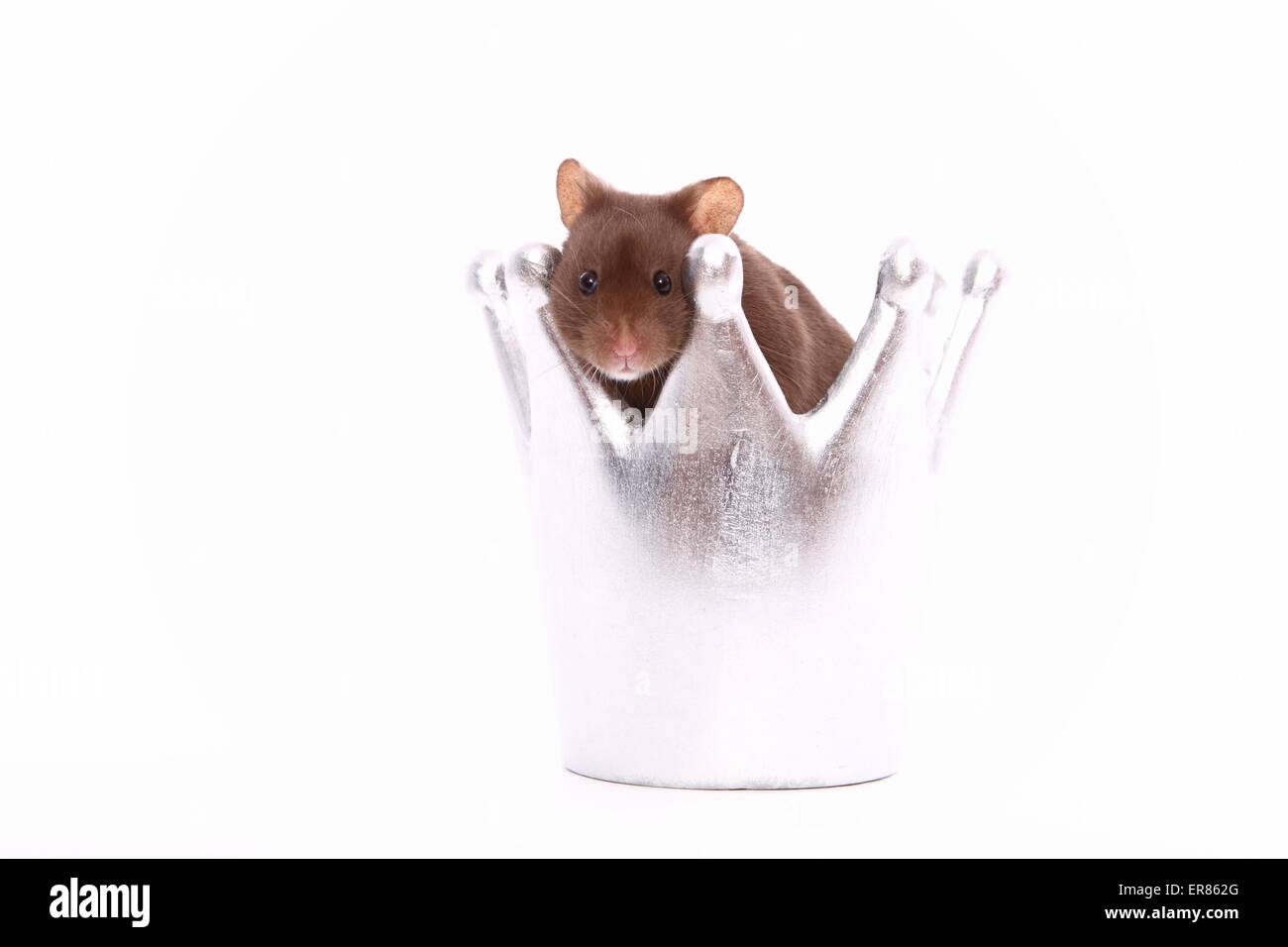 Hamsters Cut Out Stock Images & Pictures - Alamy