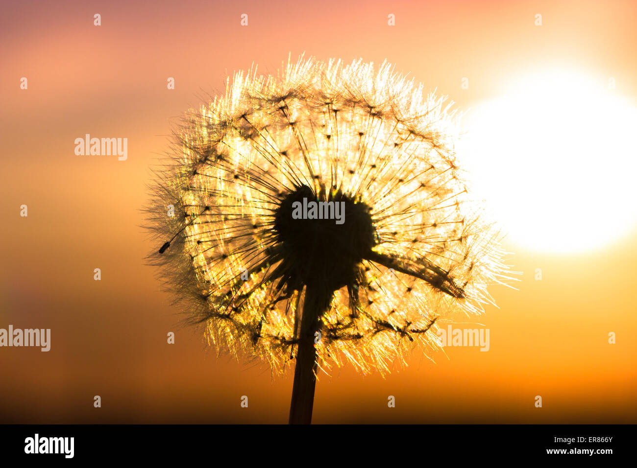 Dandelion flower fused with sunset looking like a bulb Stock Photo - Alamy