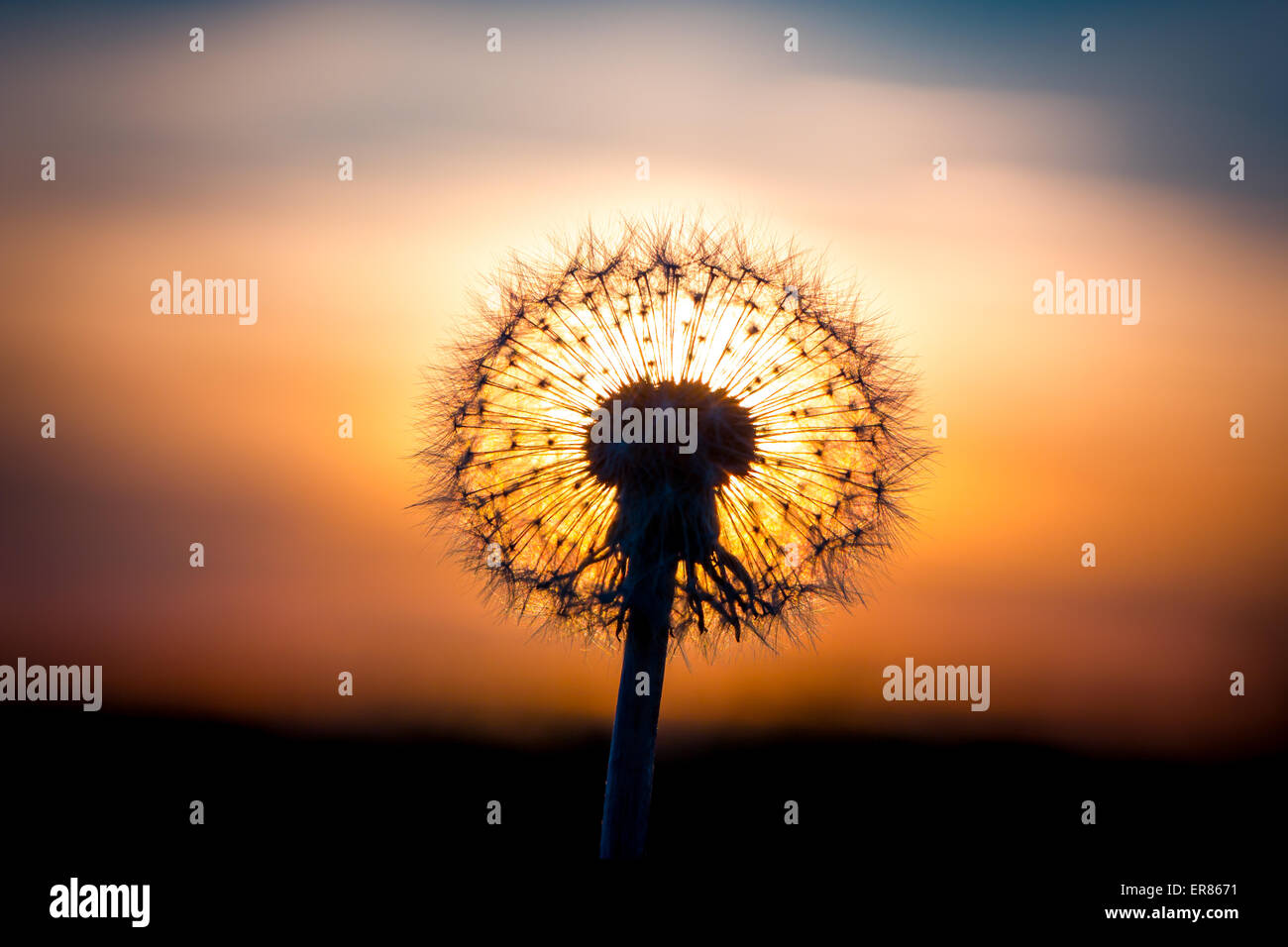 Dandelion flower fused with sunset looking like a bulb Stock Photo - Alamy
