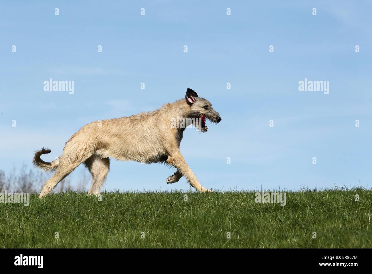 running Irish Wolfhound Stock Photo - Alamy