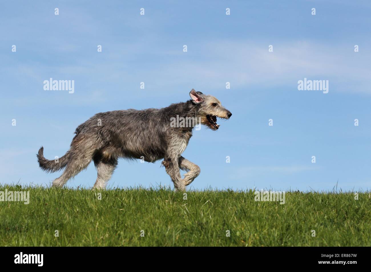 running Irish Wolfhound Stock Photo - Alamy