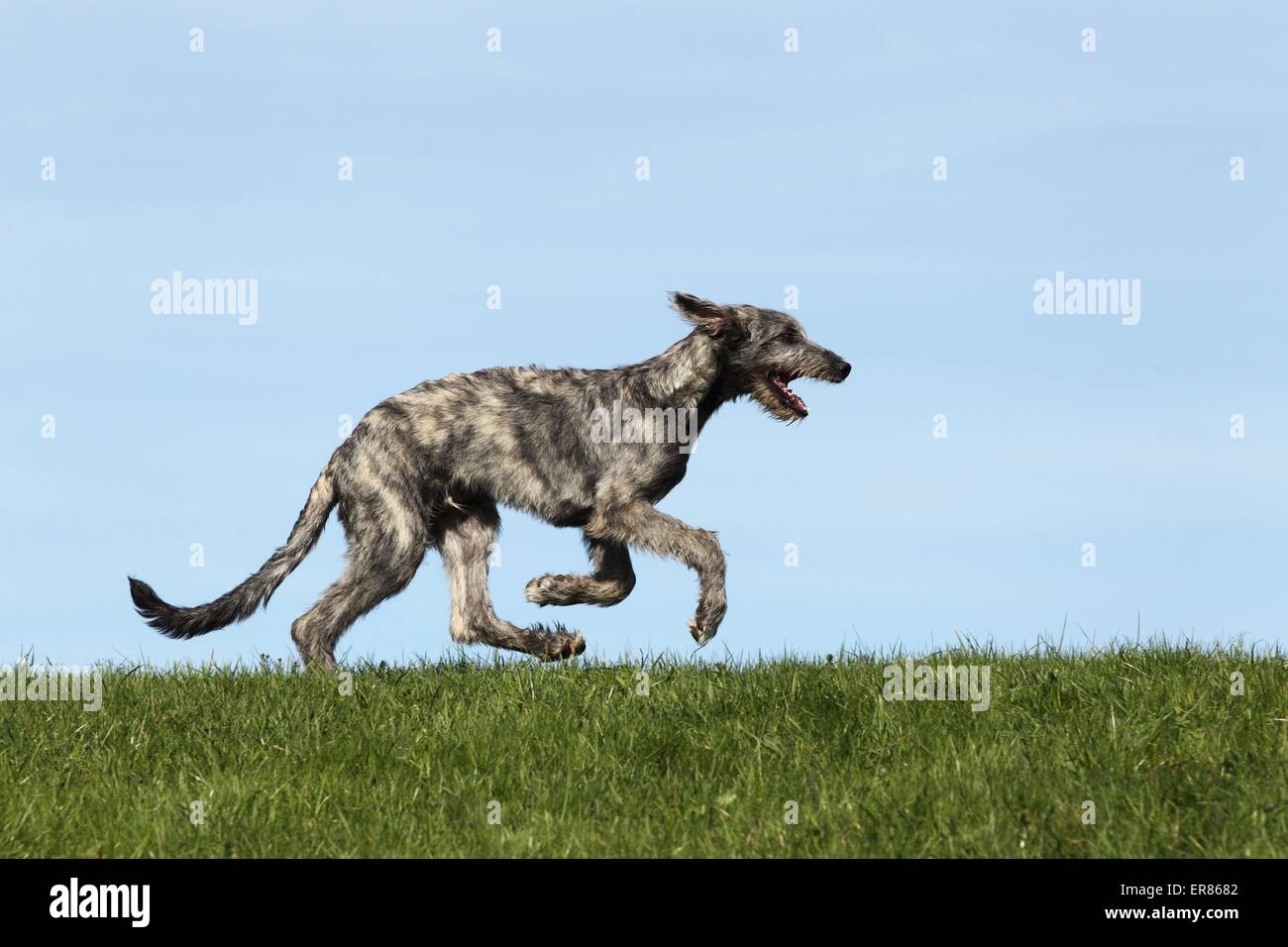 running Irish Wolfhound Stock Photo - Alamy