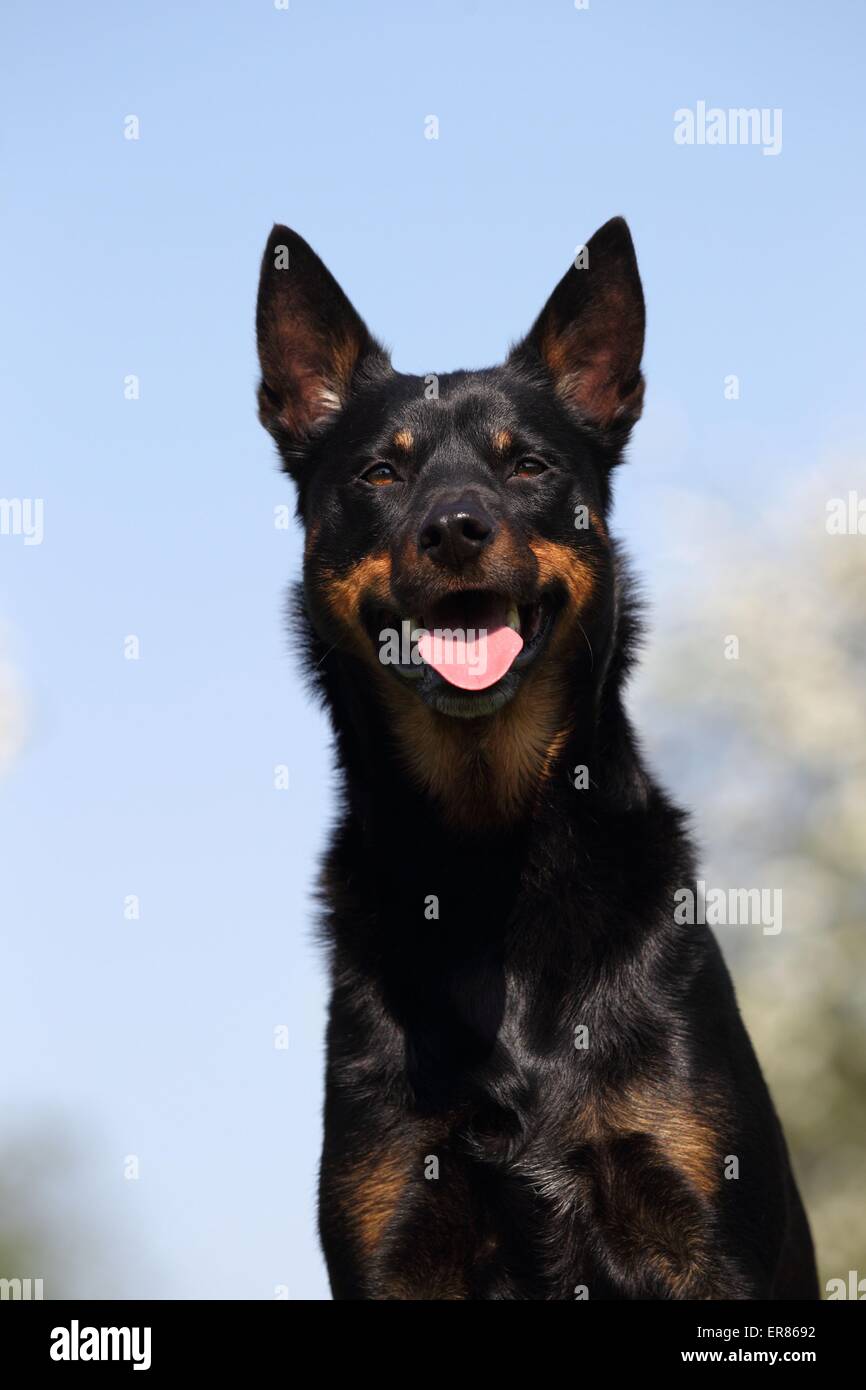 Australian Kelpie Portrait Stock Photo - Alamy