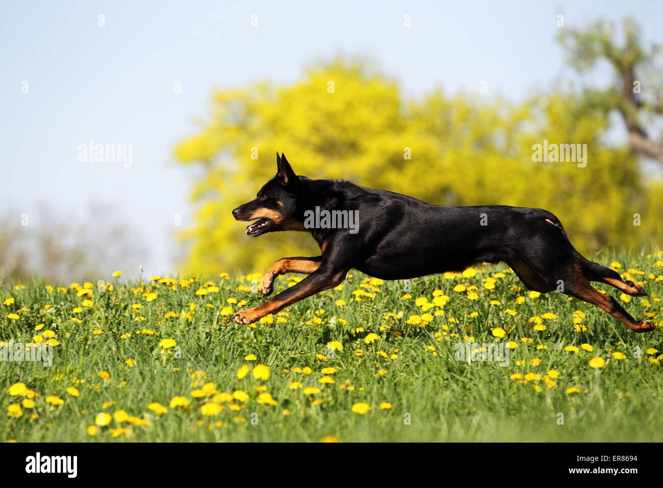 running Australian Kelpie Stock Photo - Alamy