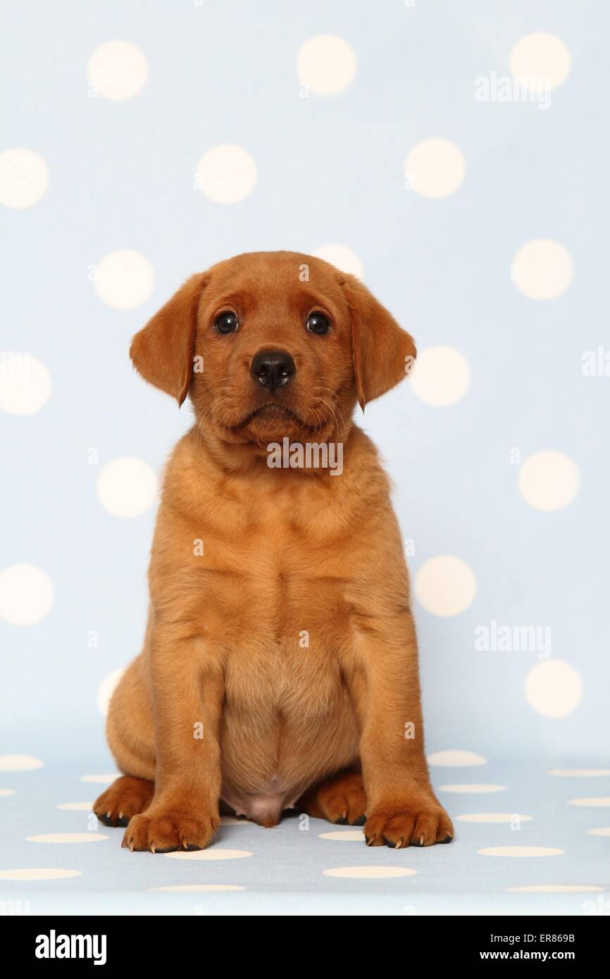 Labrador Retriever puppy Stock Photo - Alamy