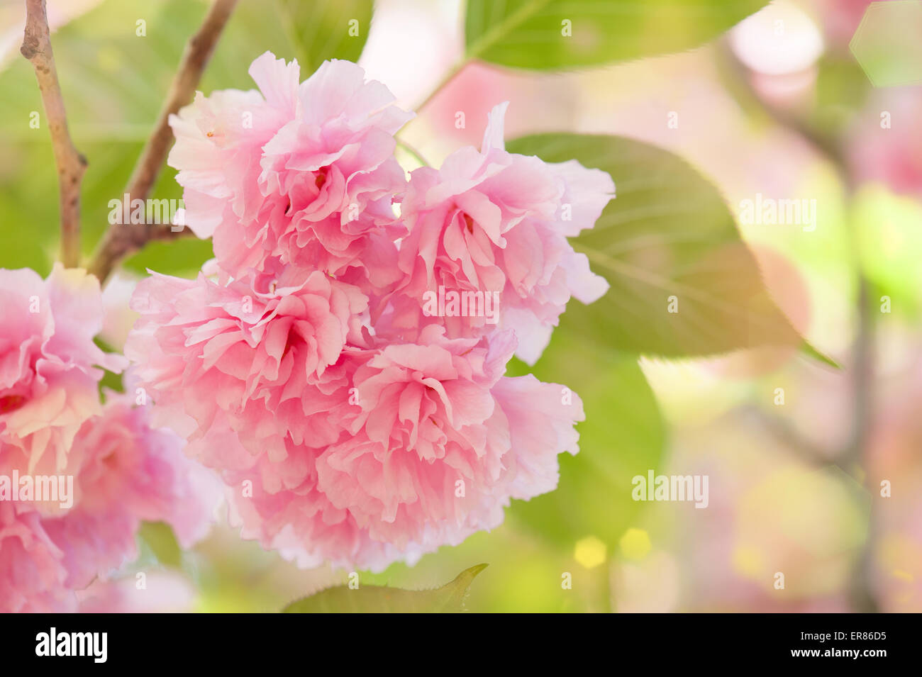 flower on tree. sakura. cherry blossom in spring Stock Photo - Alamy