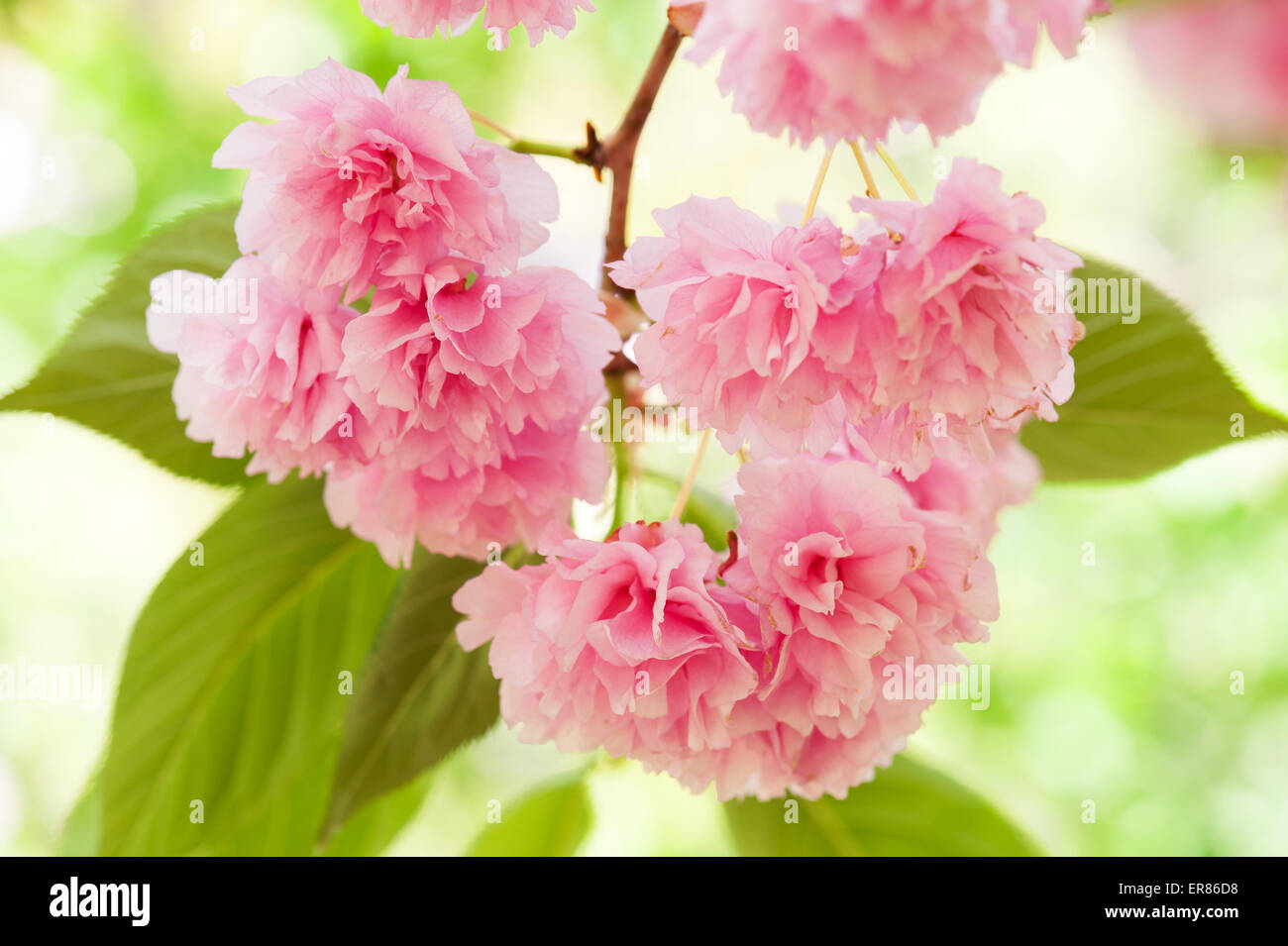 flower on tree. sakura. cherry blossom in spring Stock Photo - Alamy