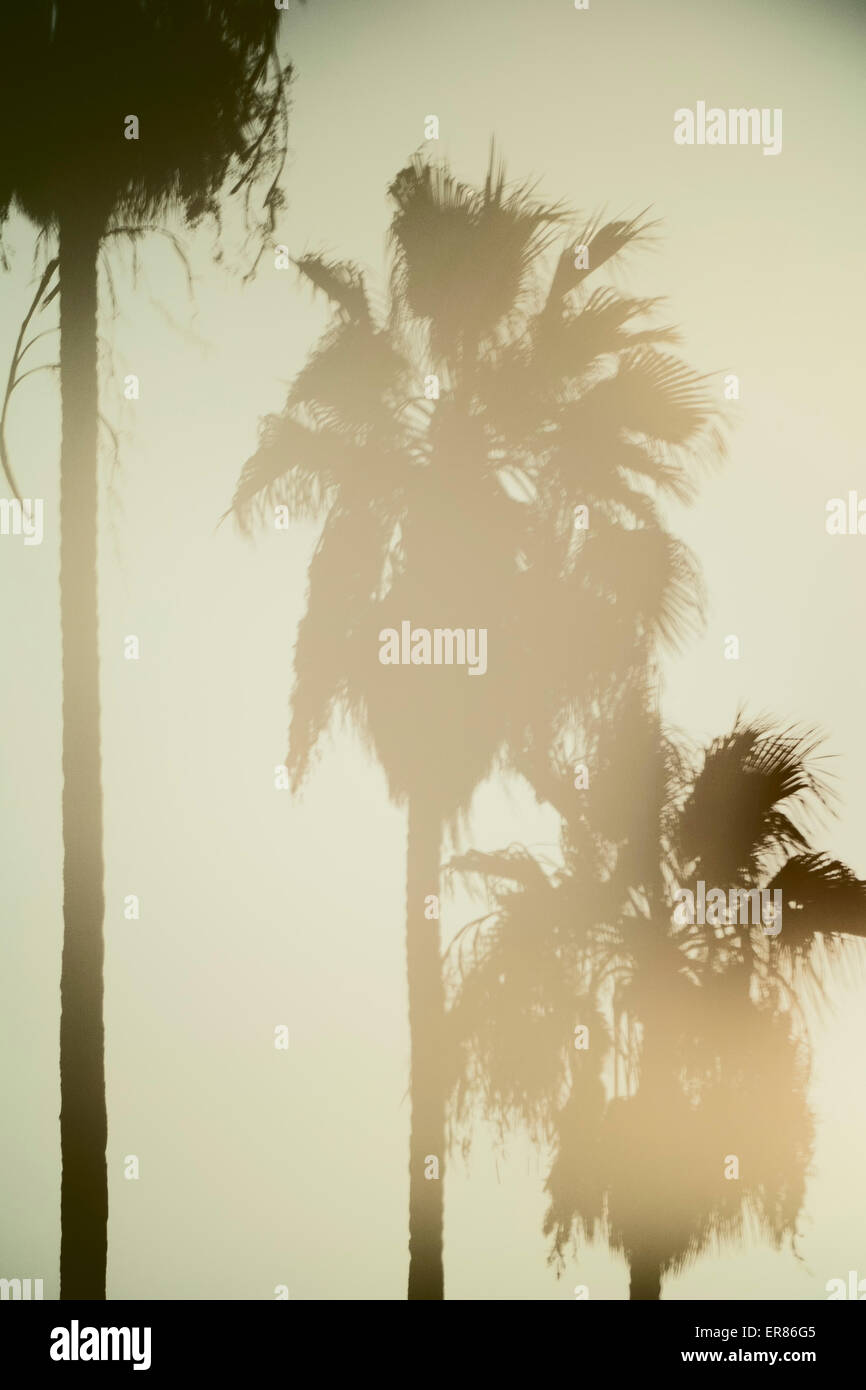 Tall palm tree against clear hi-res stock photography and images - Alamy