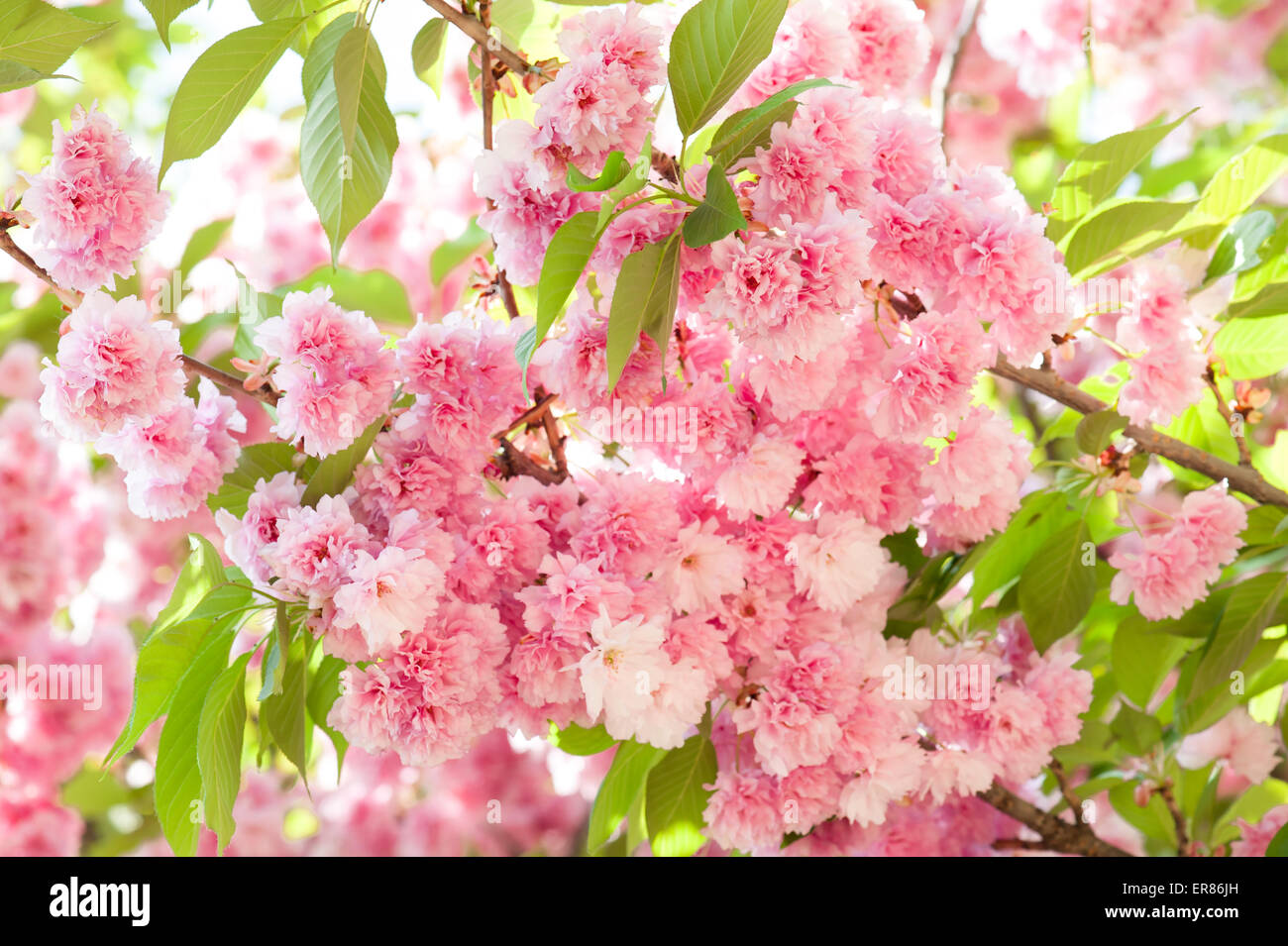 flower on tree. sakura. cherry blossom in spring Stock Photo - Alamy