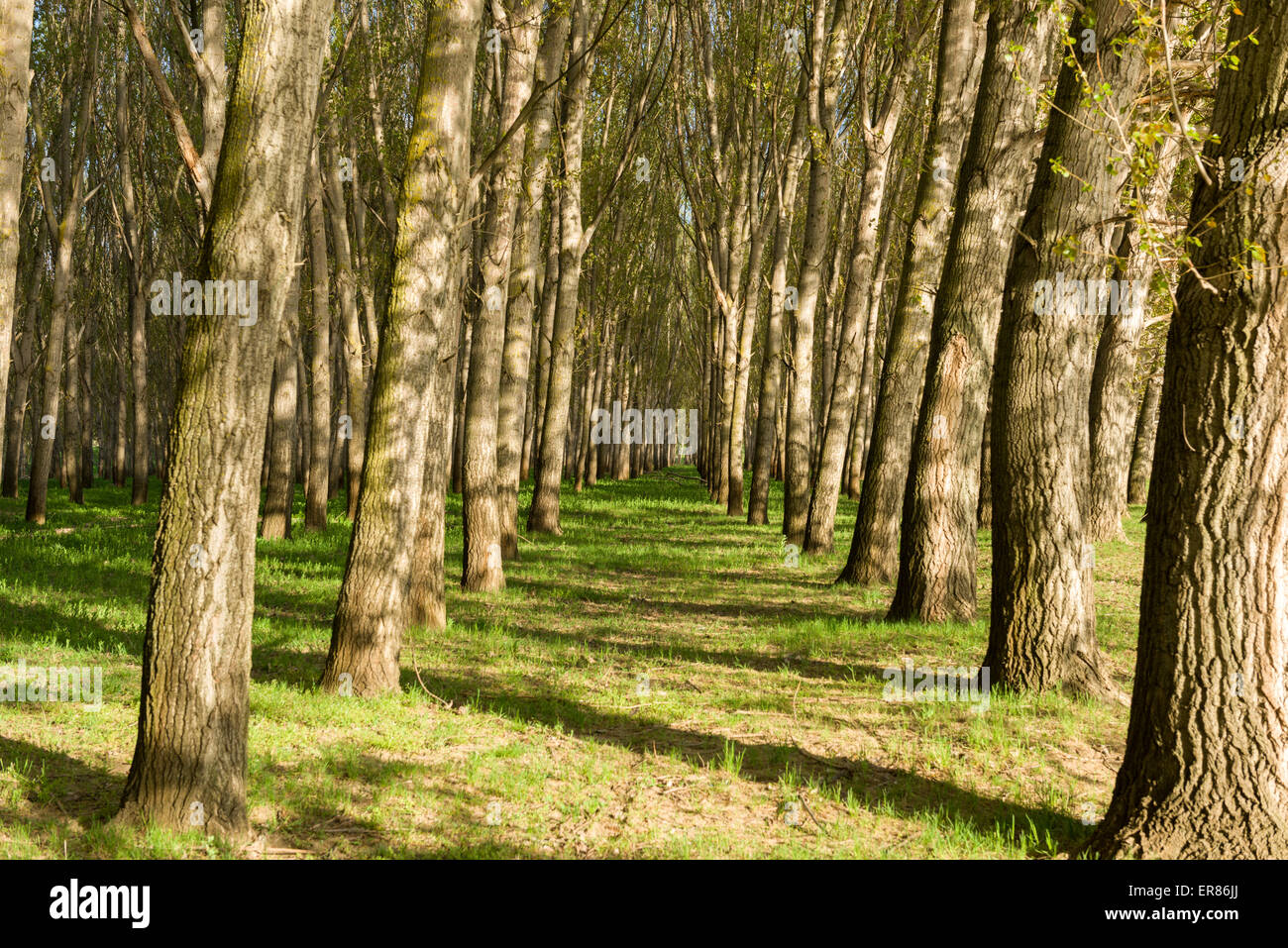 bright summer green forest Stock Photo - Alamy