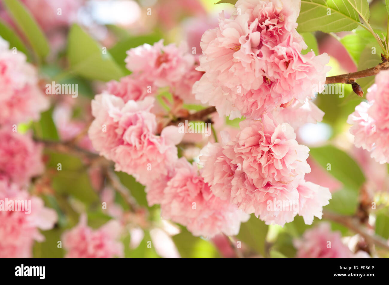 flower on tree. sakura. cherry blossom in spring Stock Photo - Alamy