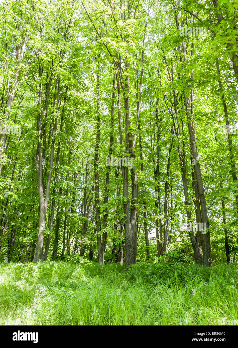bright summer green forest Stock Photo - Alamy